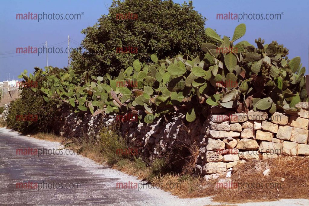 Mqabba Village Rubble Wall Bajtar - Malta Photos