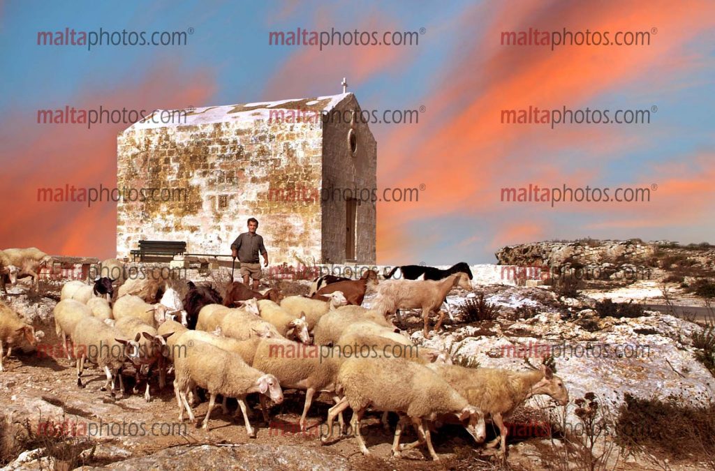 Dingli Cliffs Chapel Sheep Sheperd - Malta Photos