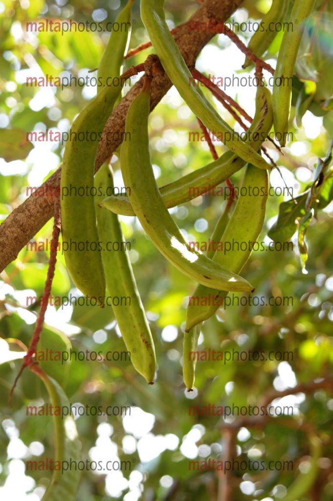 Manikata Harrub Carob - Malta Photos
