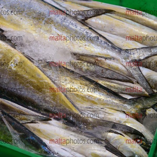 Fishing Lampuki Mahi Mahi - Malta Photos