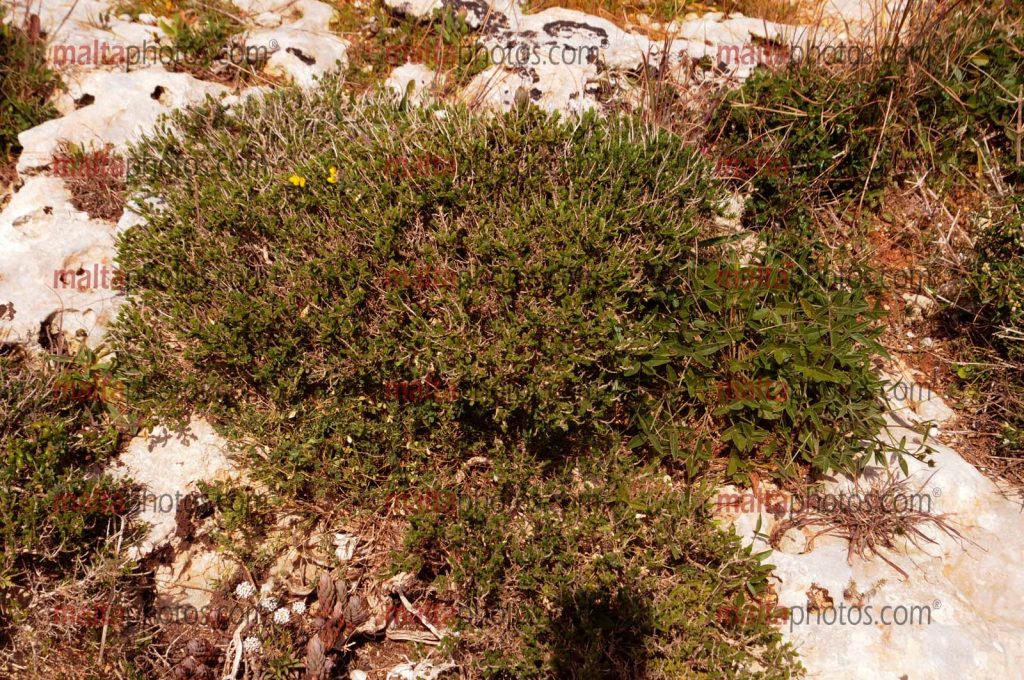 Manikata Saghtar Wild Thyme - Malta Photos