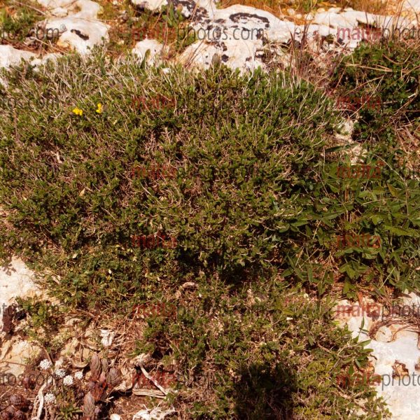 Manikata Saghtar Wild Thyme - Malta Photos