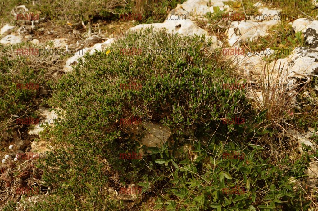 Manikata Saghtar Wild Thyme - Malta Photos