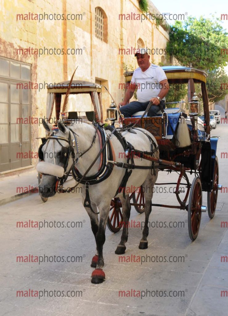 Karozzin Mdina Traditional Cart Tourists Tourism - Malta Photos