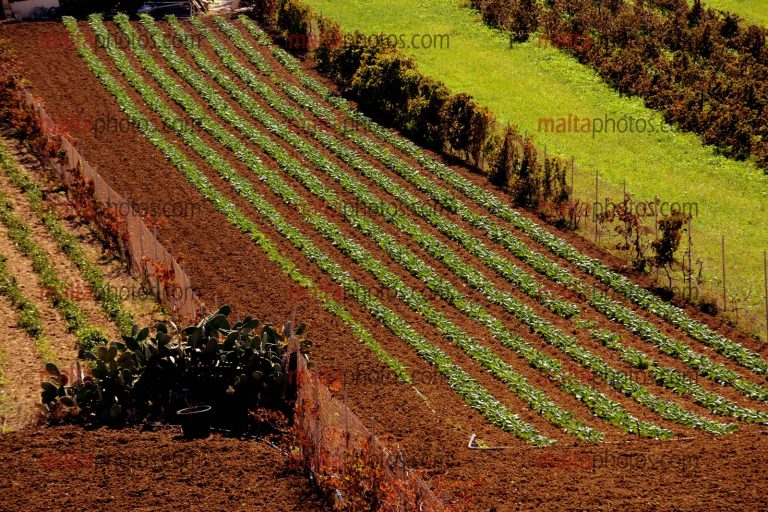 Gozo Countryside Environment Fields Crops Farming - Malta Photos