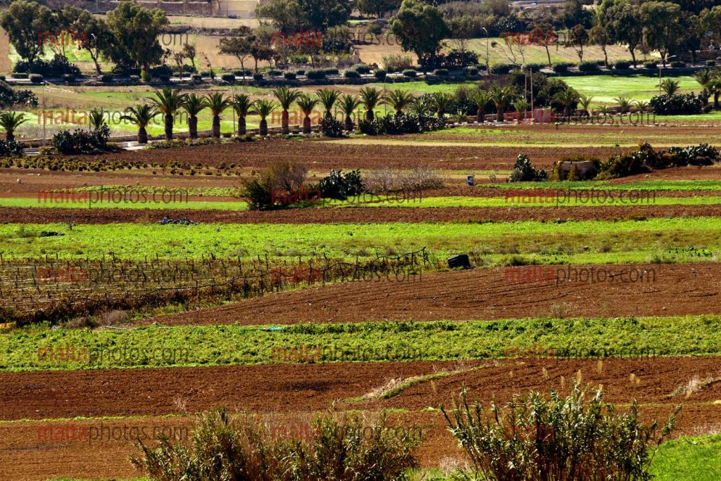 Gozo Countryside Environment Fields Crops Farming - Malta Photos