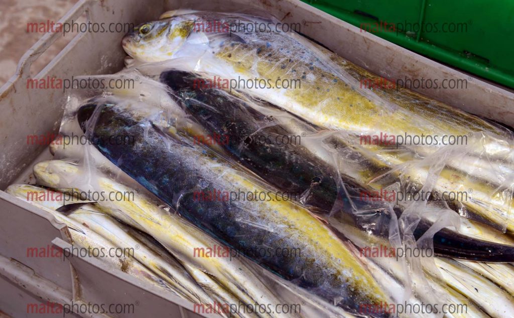 Marsaxlokk Fishing Village Lampuki Mahi Mahi - Malta Photos