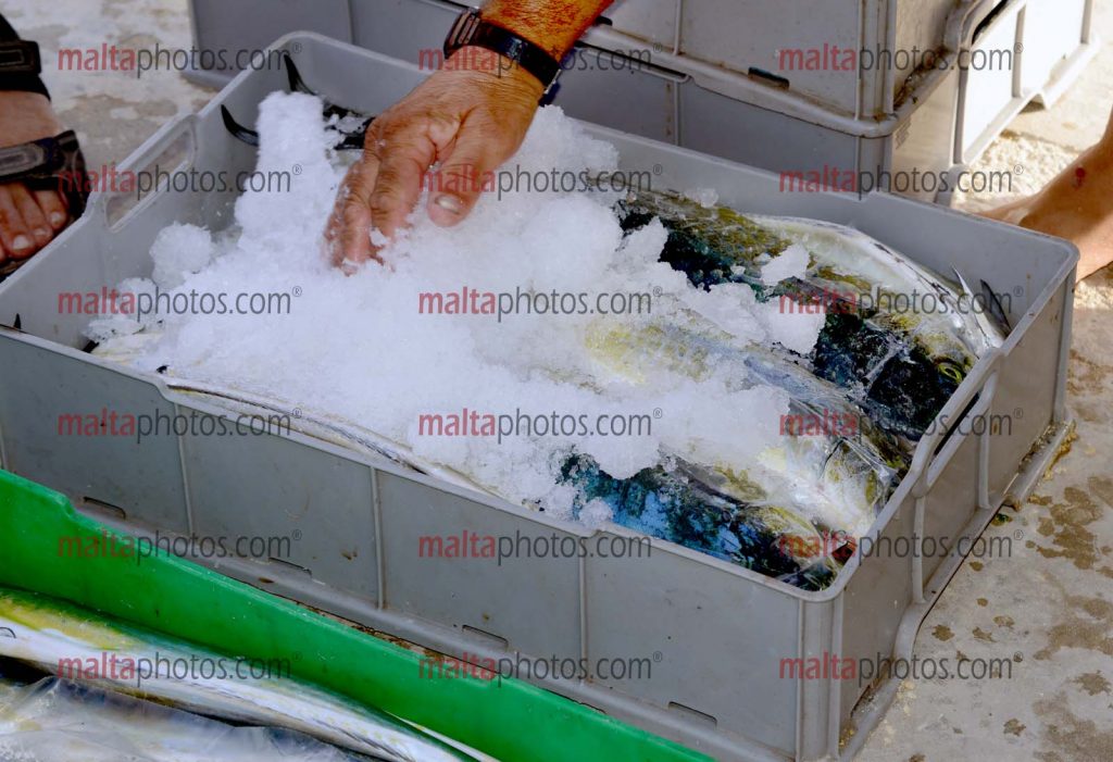 Marsaxlokk Fishing Village Lampuki Mahi Mahi - Malta Photos