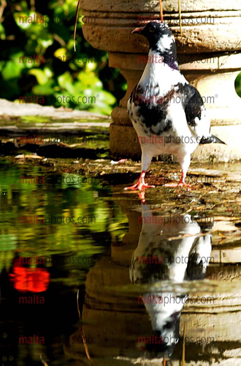 Animals Duck - Malta Photos
